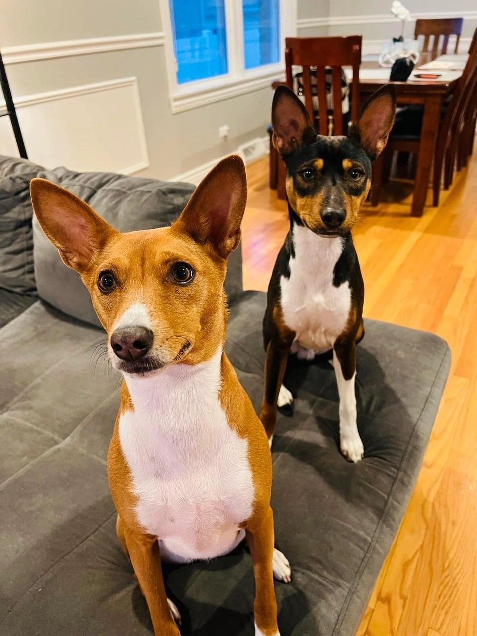 Do Basenjis Like To Cuddle