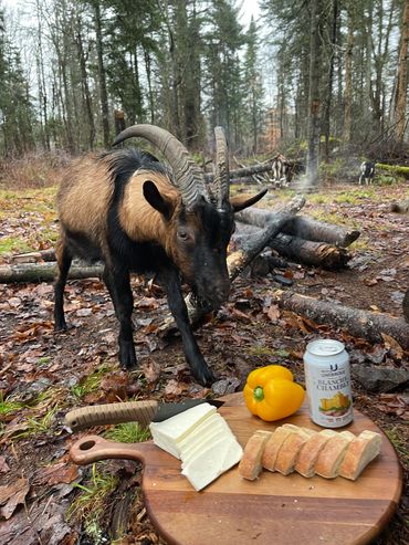 Goat Adventures, Hiking with goats in Quebec - Day Trips From Quebec ...