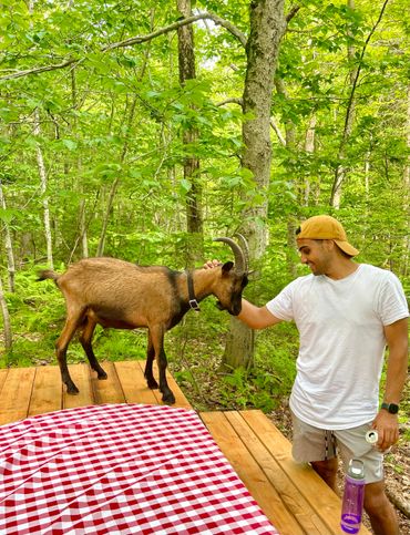 Goat Adventures, Hiking with goats in Quebec - Day Trips From Quebec ...