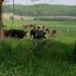 Jackson Family Farms - Grass Fed Beef, Farm, Event Venue