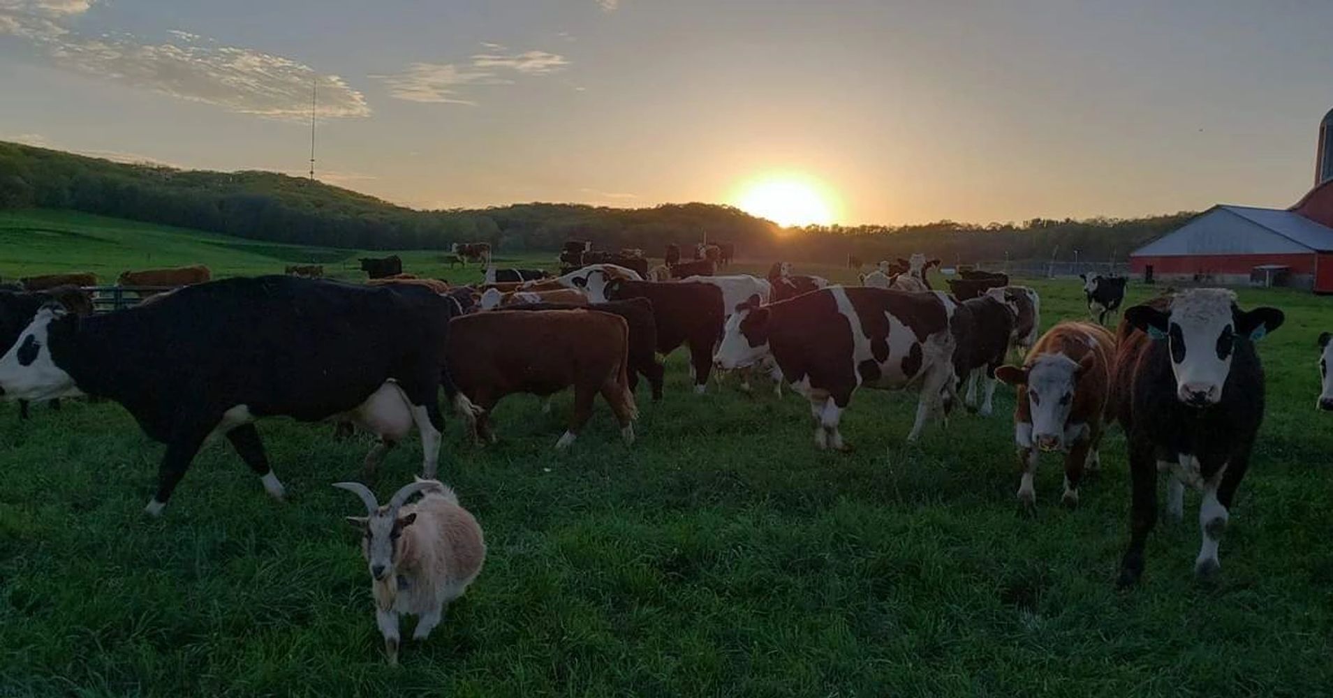 Jackson Family Farms - Grass Fed Beef, Farm, Event Venue