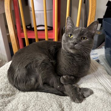 HART cats for adoption