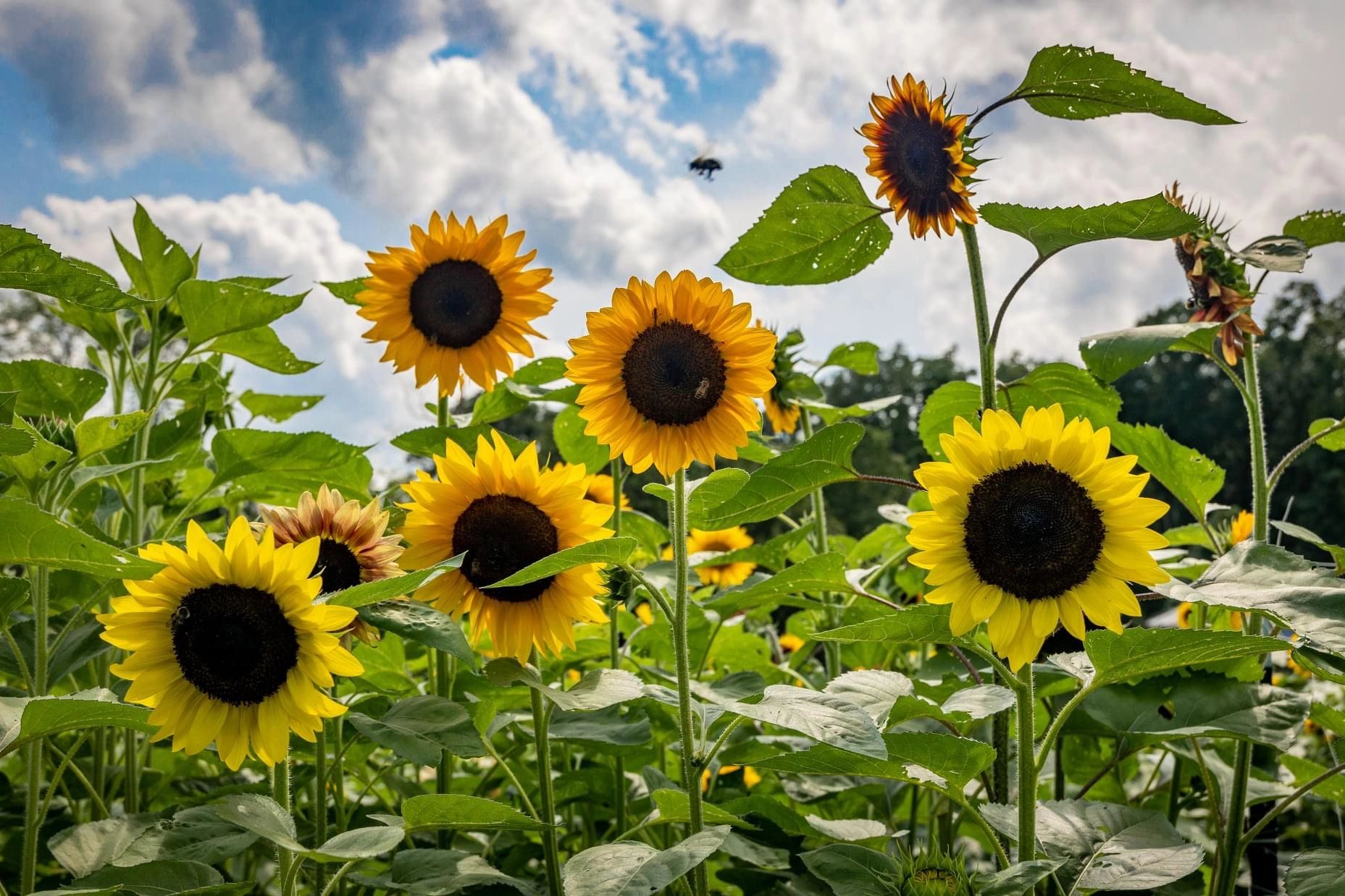 Sunsetridgeberriesandbloomsllc