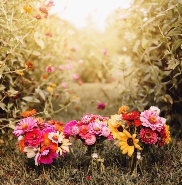 Sunsetridgeberriesandbloomsllc