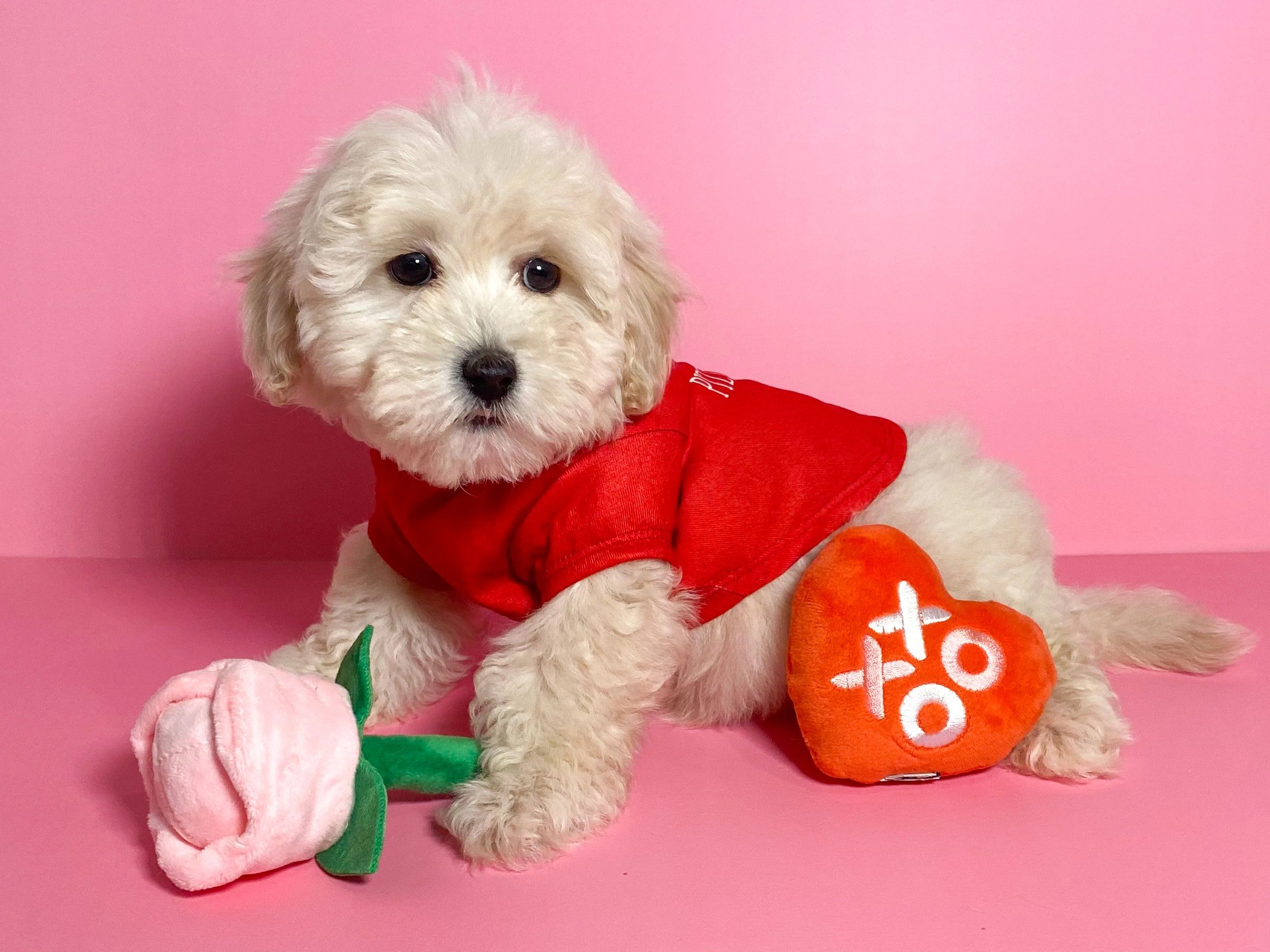 California Puppies - Puppies for Sale in California, Puppies