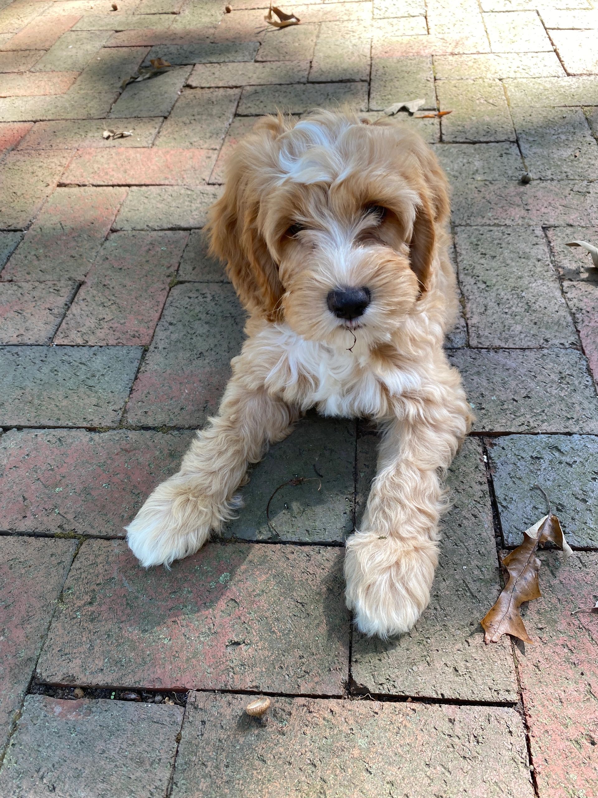 Rose Cottage Doodles