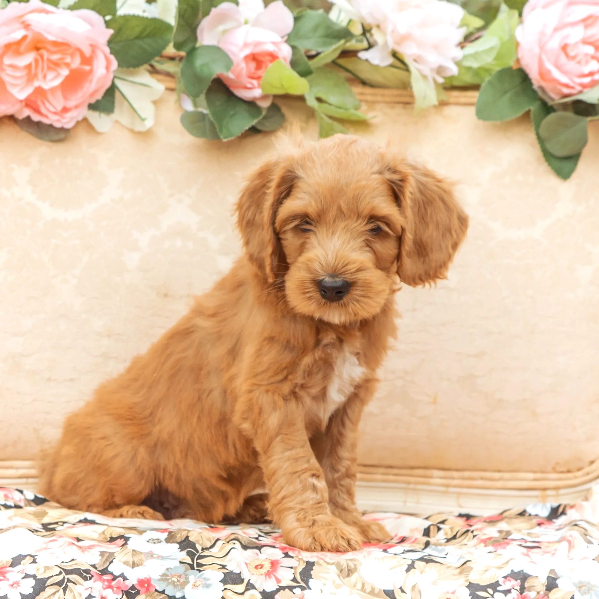 Authentic Australian Labradoodle Puppies - Rose Cottage Doodles