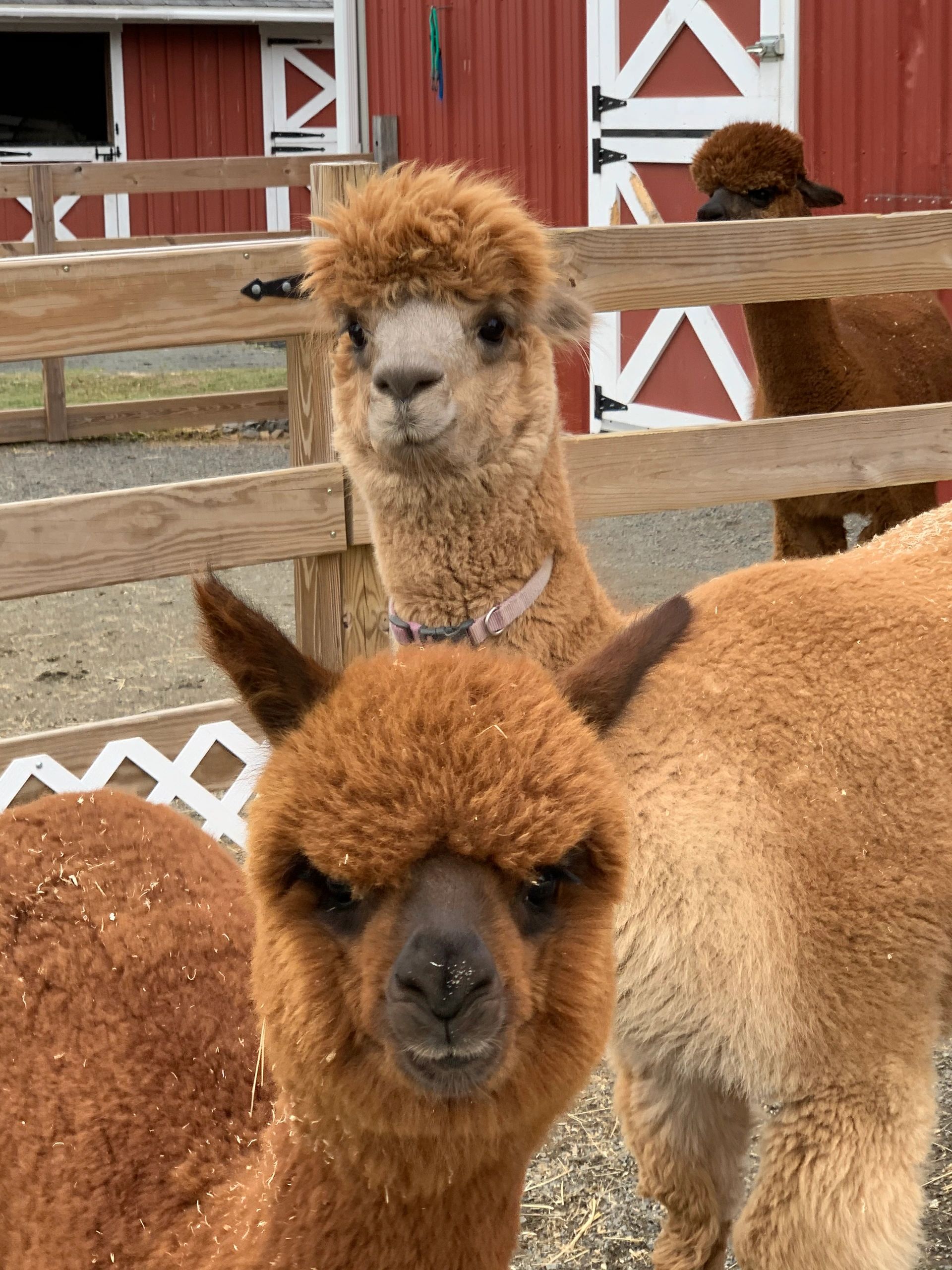 Walk an Alpaca - Saturday Morning