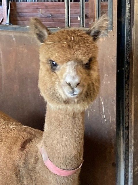 Walk an Alpaca - Saturday Afternoon