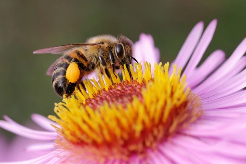 Here are the Main Pollinators of Our Food Crops