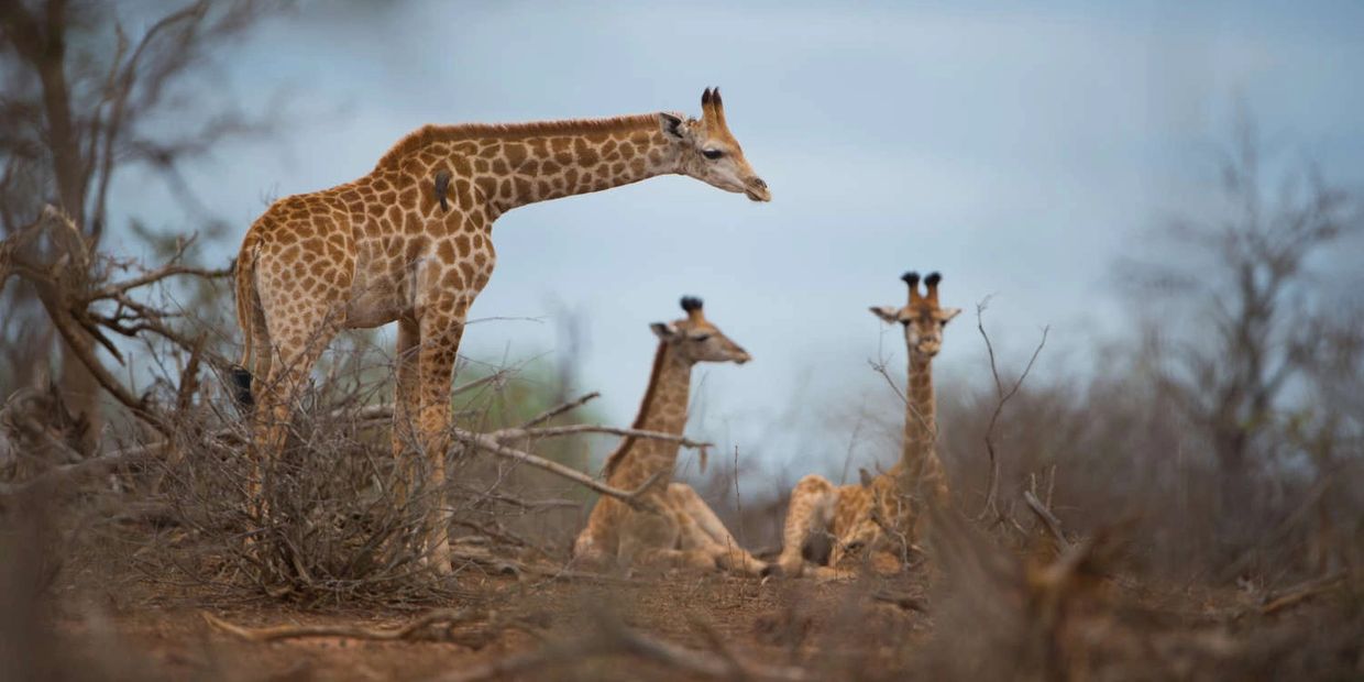 Who We Are | Omiti Biochar