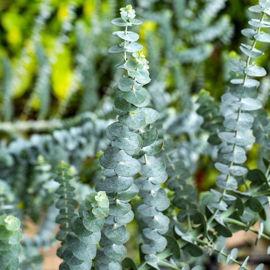 Professional Office Cleaning Services