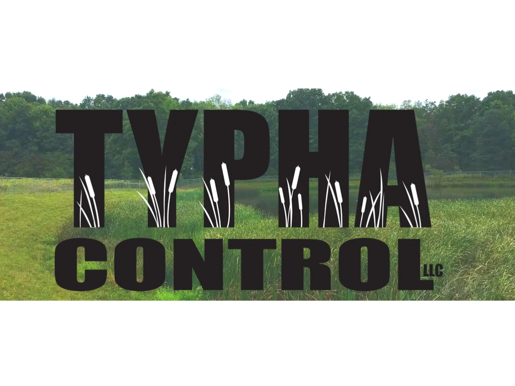 Typha Control