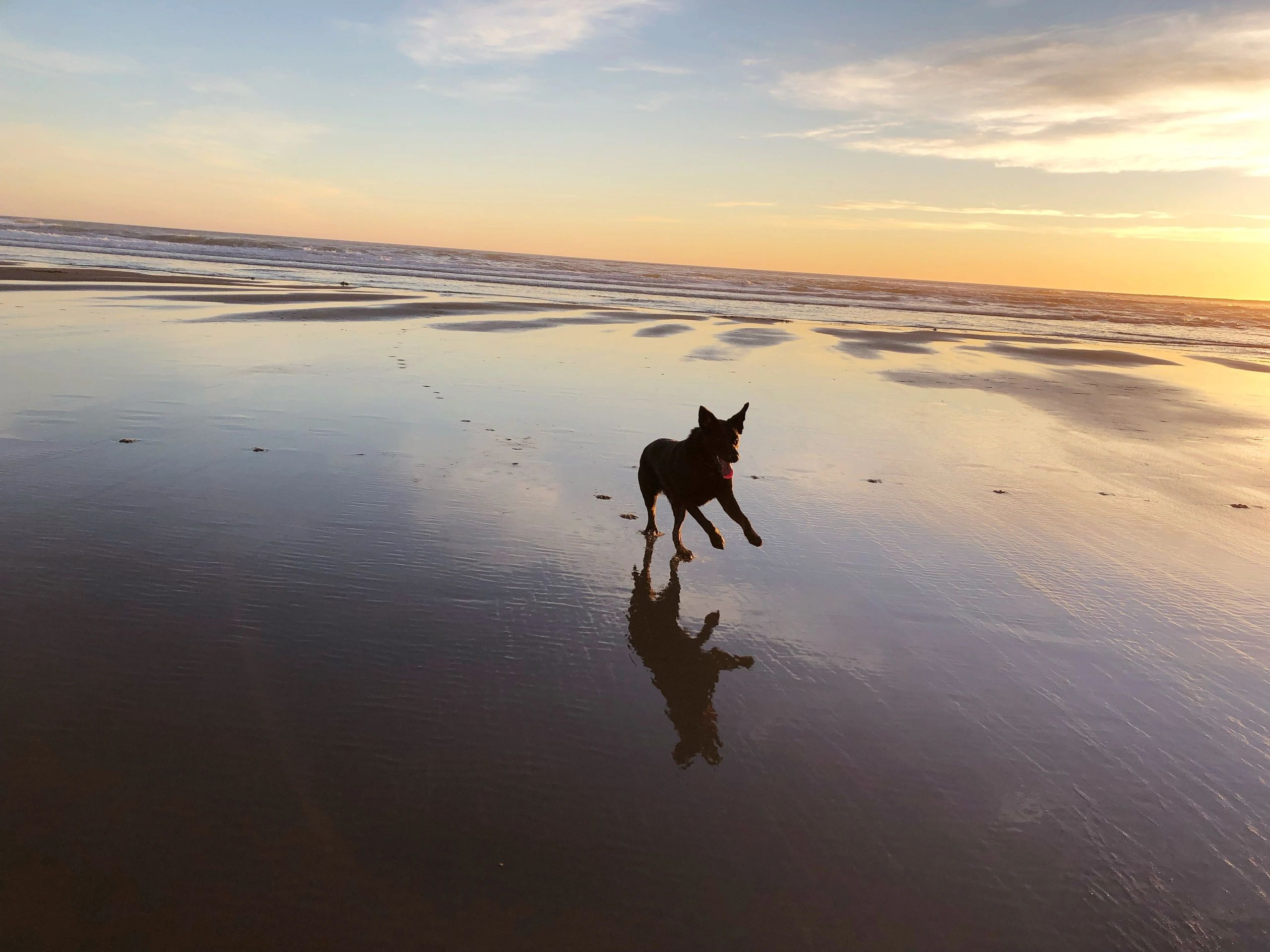 About us | Fog and Fur Dog Adventures