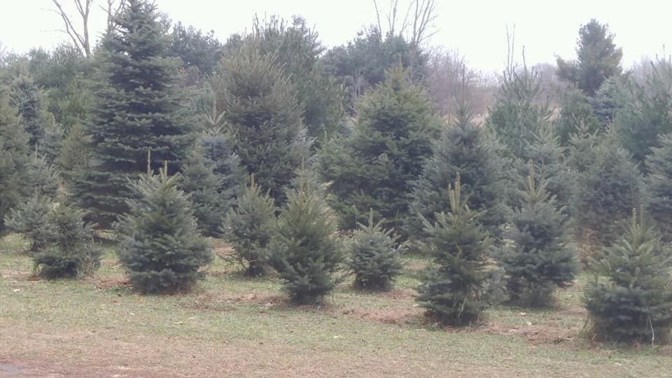 Peterson's Tree Farm