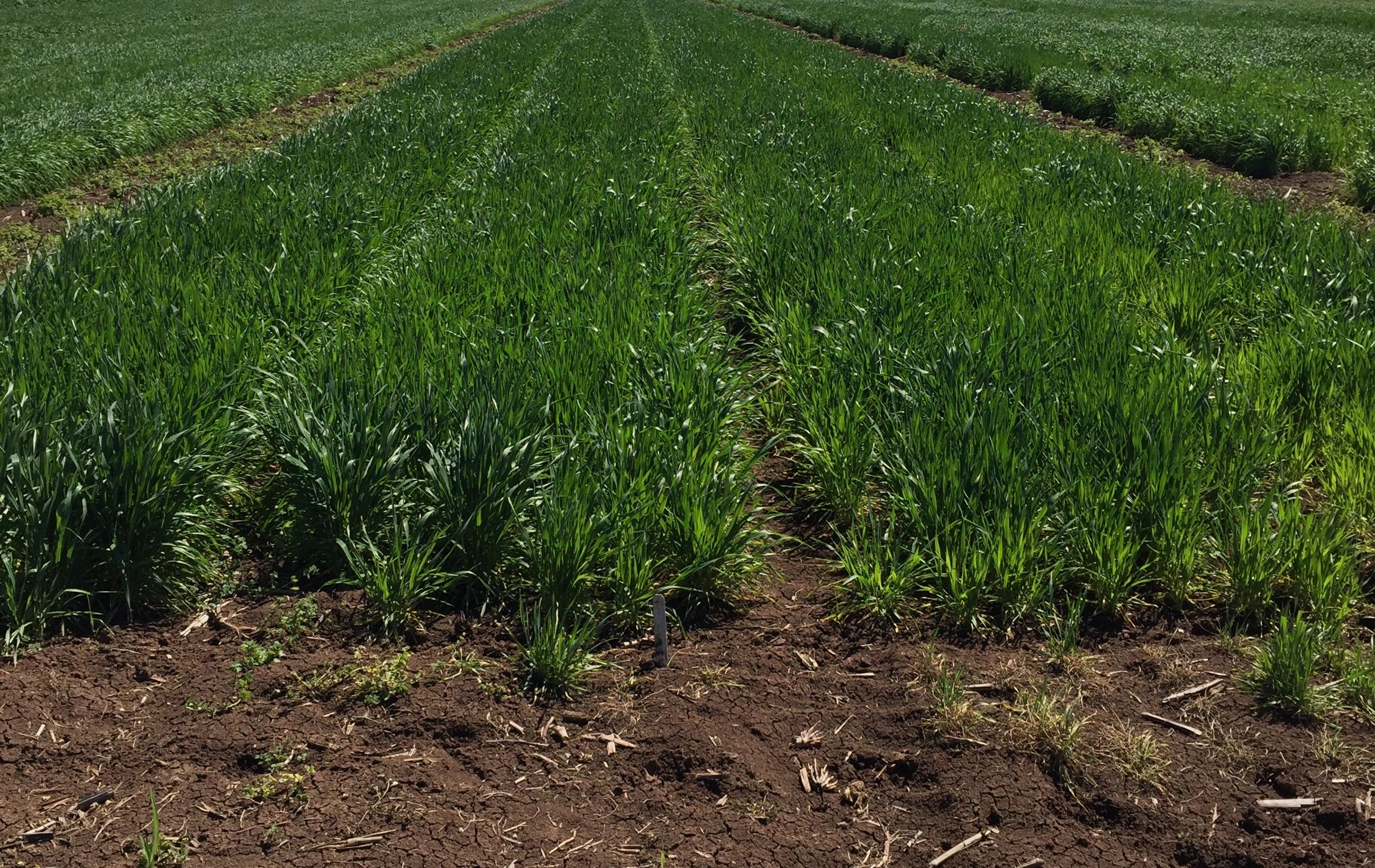 Crop Phenomics - Tuber Crop, Our Services