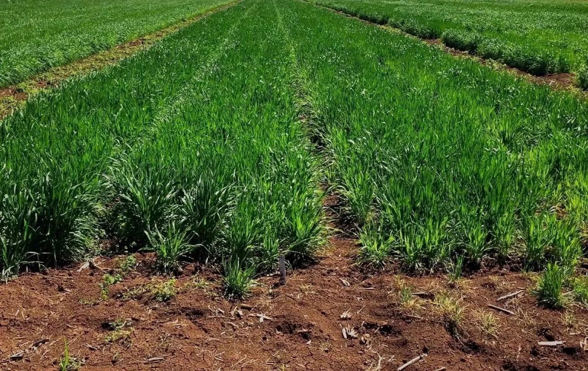 Crop Phenomics - Crop Consulting, Transforming Ecosystems