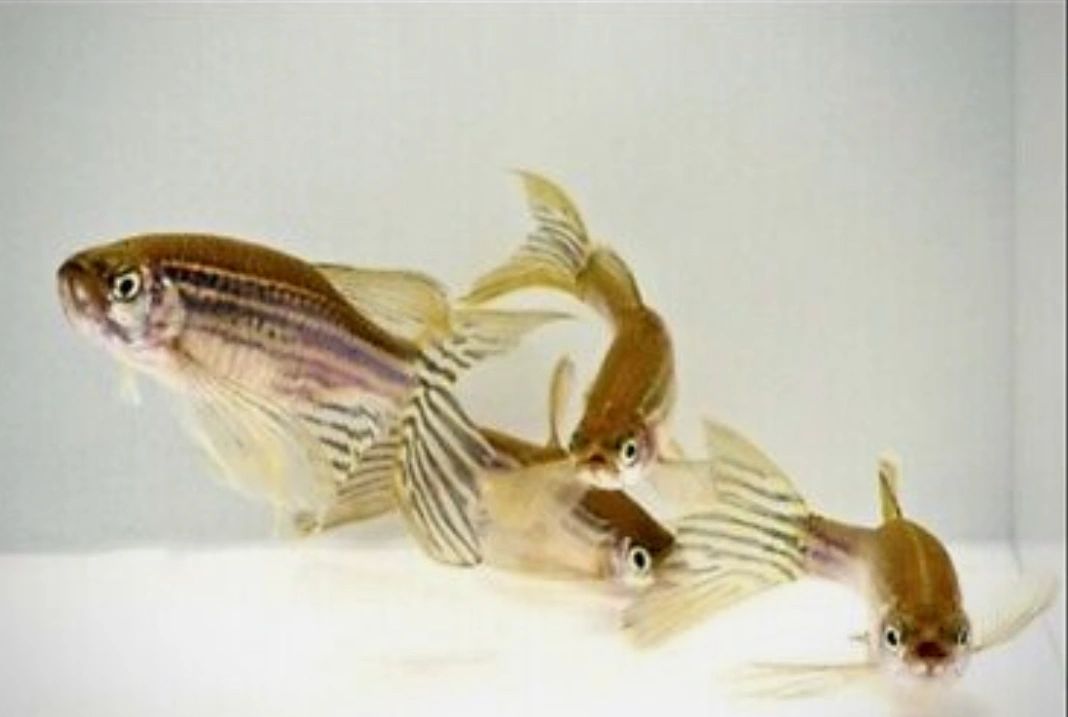 5+1 free Longfin Zebra Danios Live Fish, Mermaid Farms Priority USPS