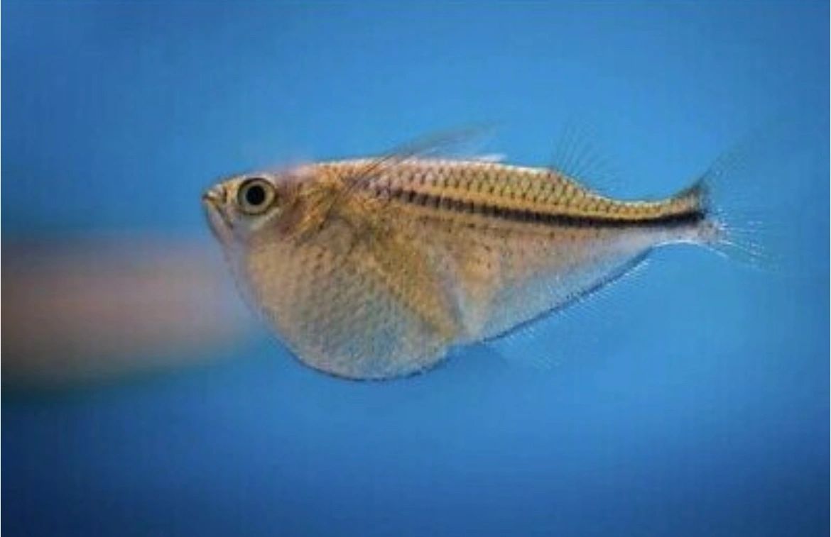 Silver Hatchet Fish Live (Gasteropelecus levis) 3 Plus 1 Free. Priority ...