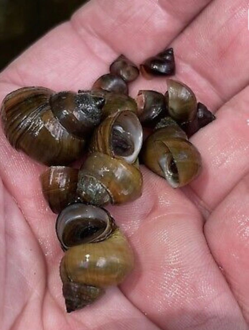 5 Japanese Trapdoor Snails Live algae eater clean up crew. Priority ...