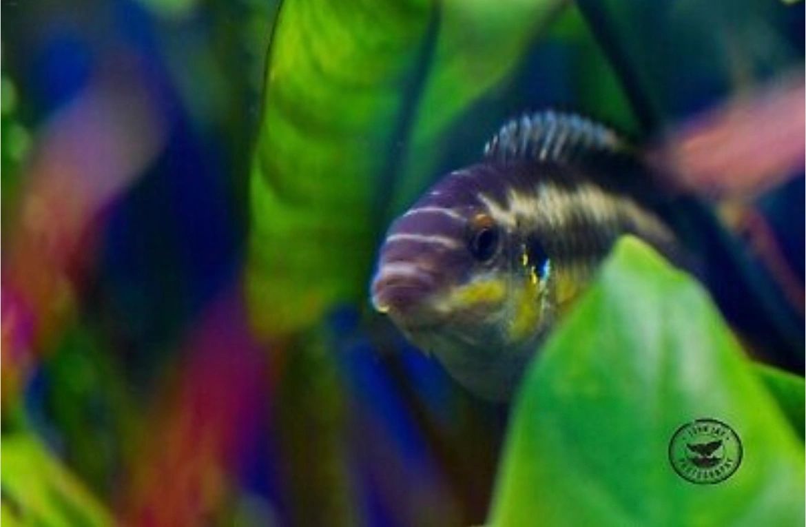 KRIBENSIS CICHLID One Young Adult Pair FRESHWATER FISHim