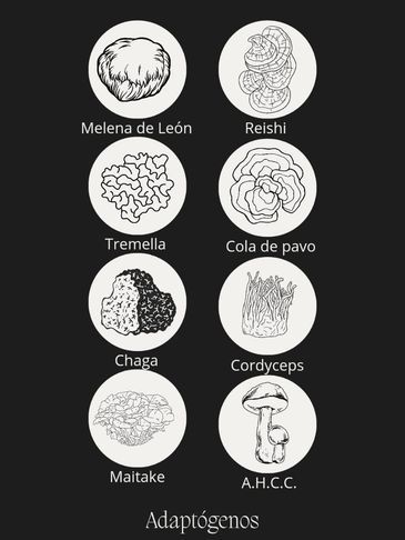Tienda de Adaptógenos - Adaptógenos De Hongo, Adaptogenos De Hongo