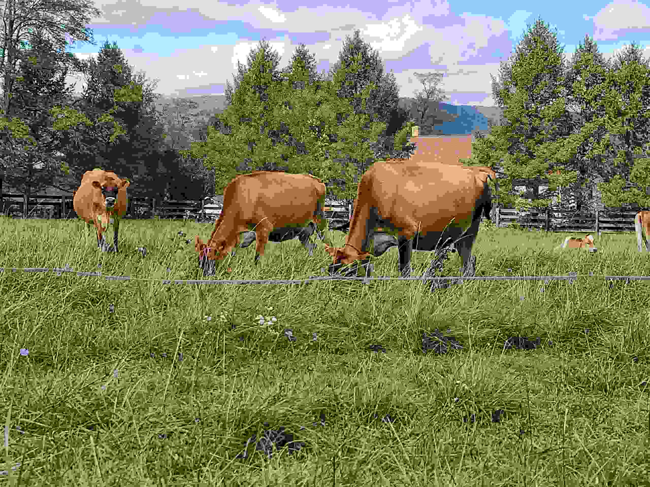 About Our Farm | Keswick Creamery at Carrock Farm