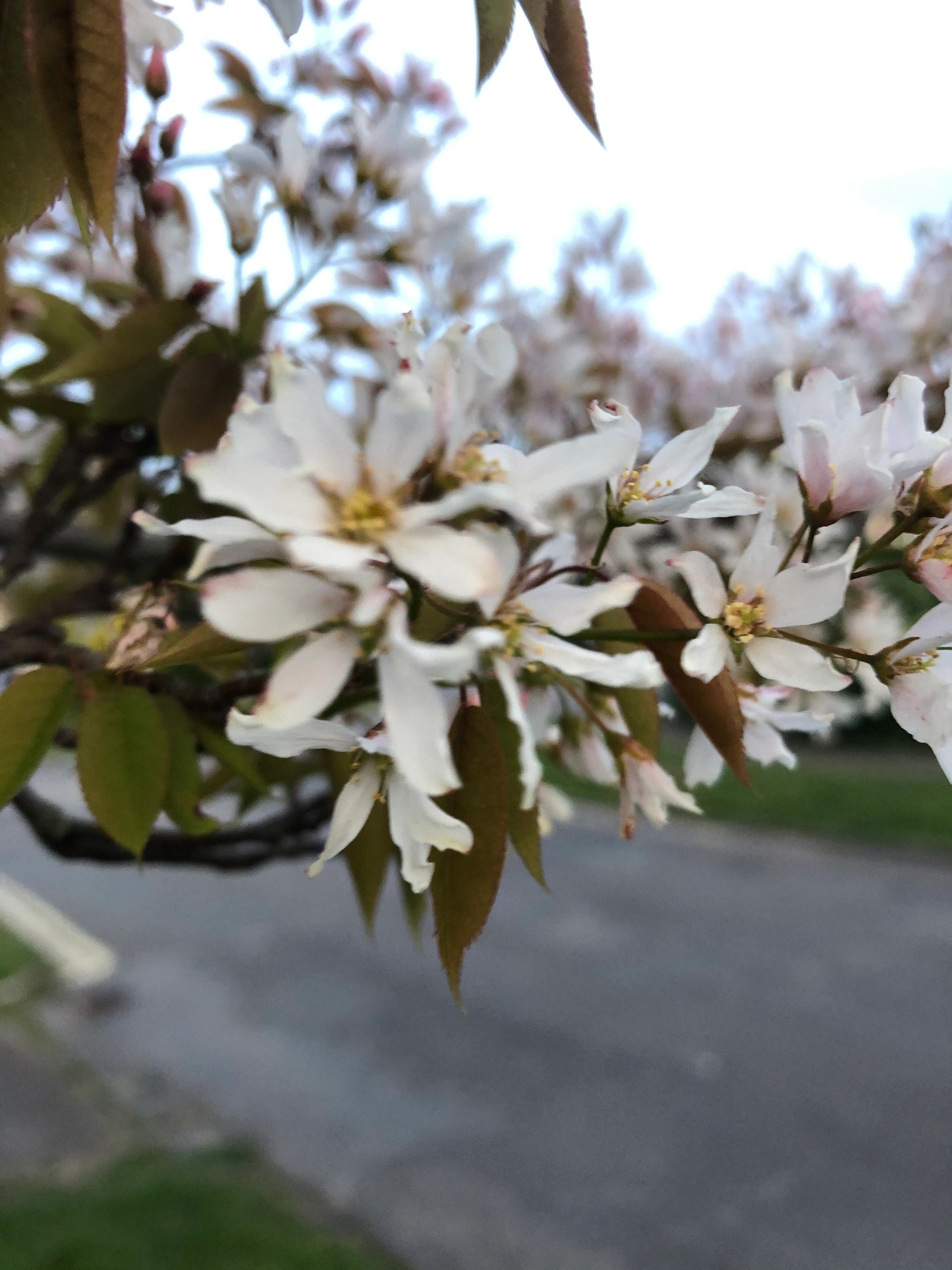 Snowy mespil (Amelanchier lamarckii)