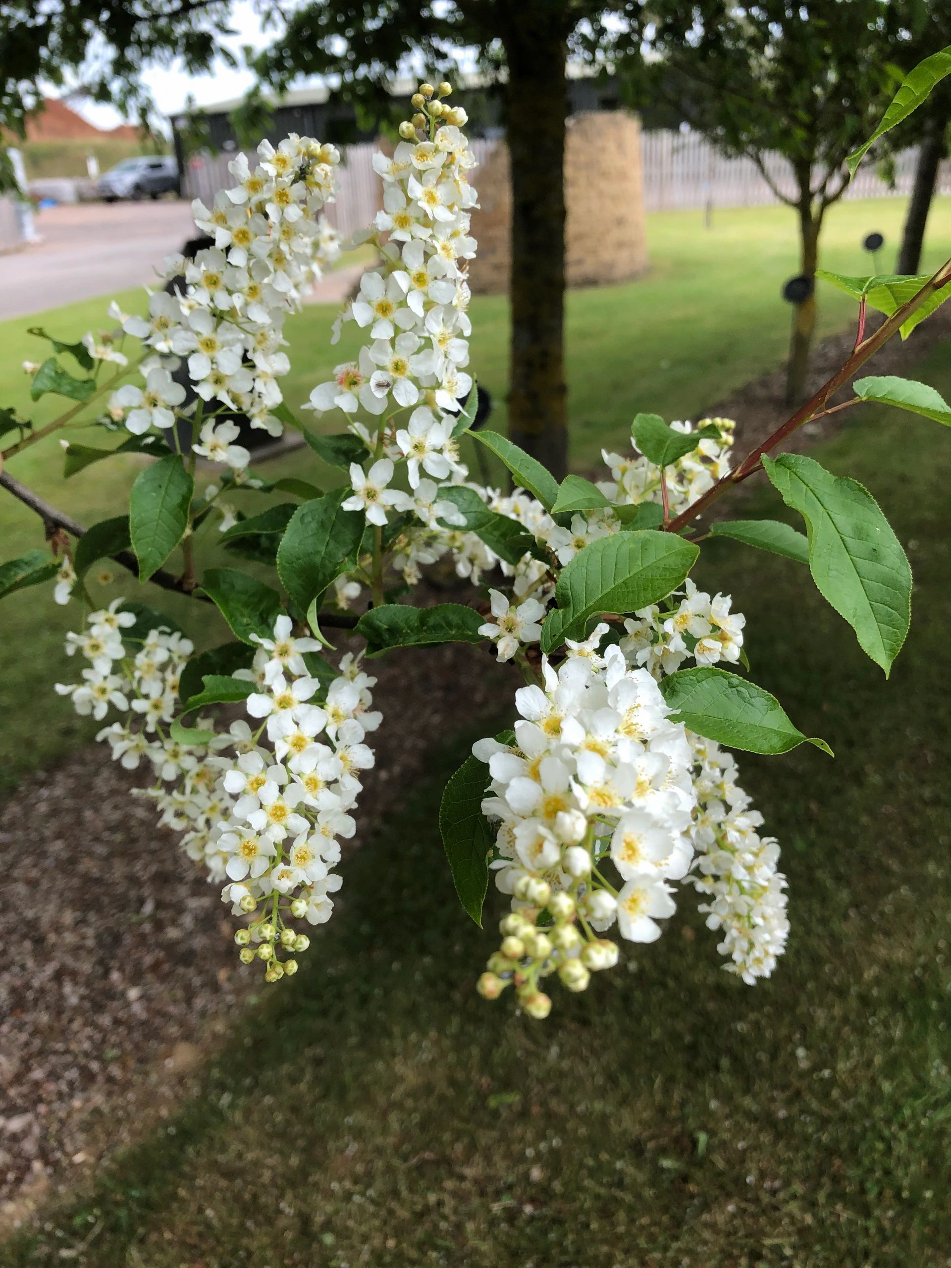 Bird cherry (Prunus padus)