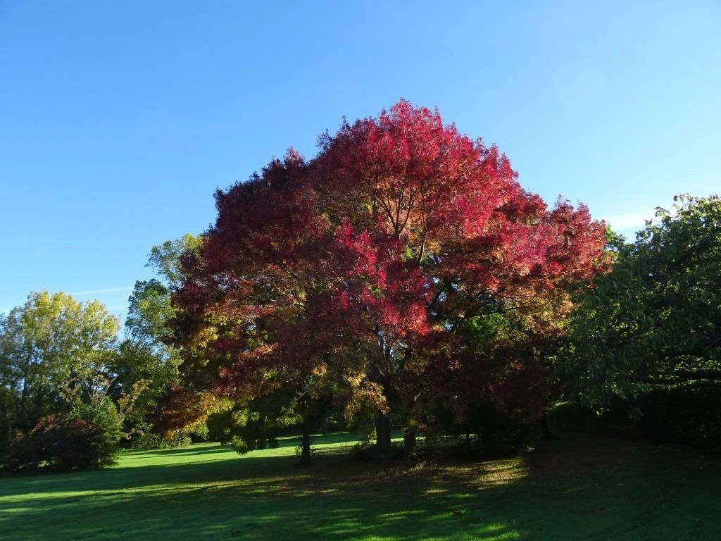 Raywood Ash (Fraxinus angustifolia 'Raywood')