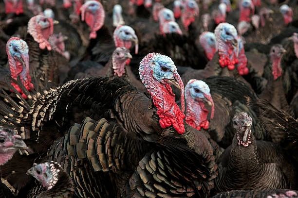 Premium Heritage Turkeys | Wattles and Comb Poultry Farm