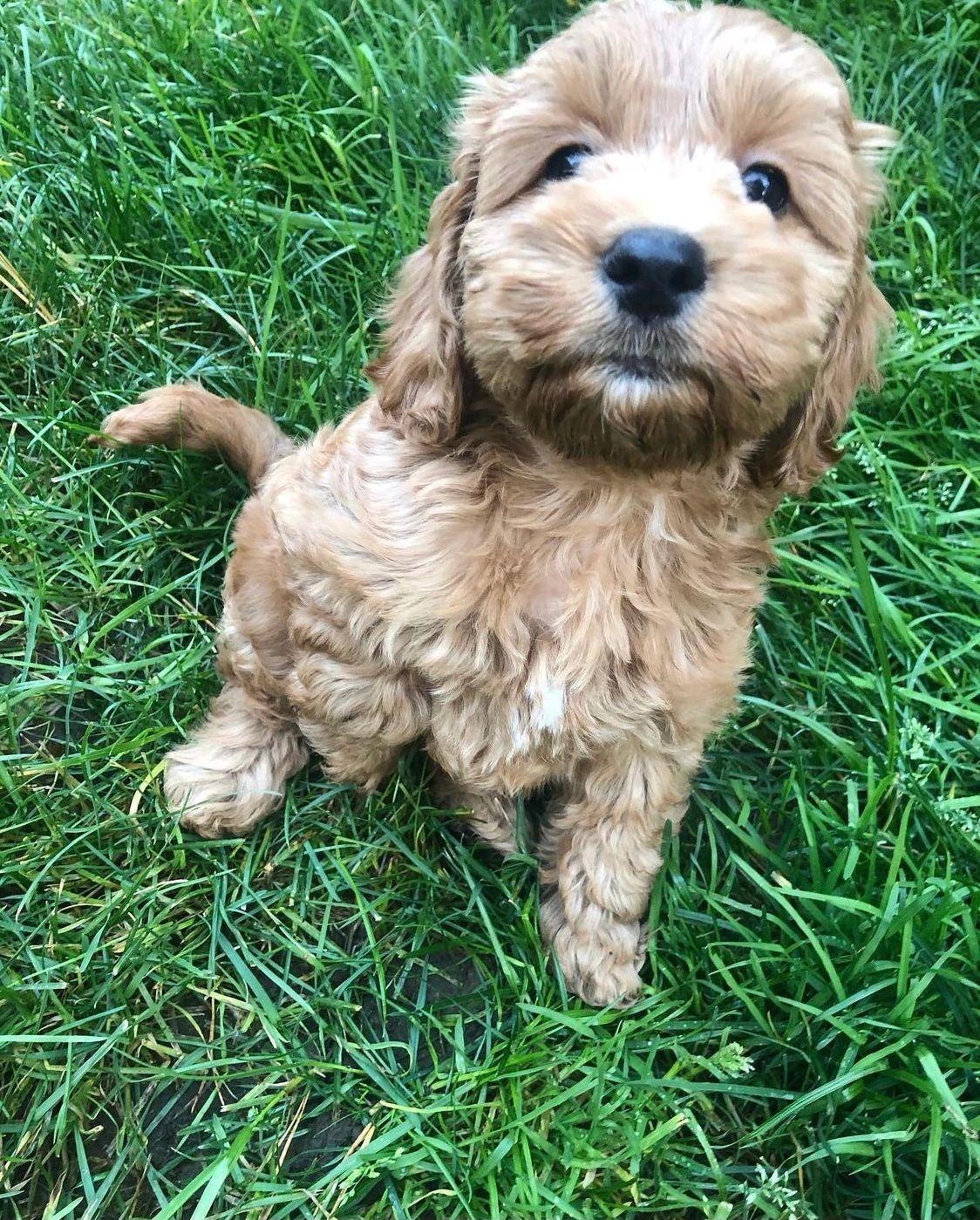 Cottage Country Cockapoos - Cockapoo Puppies, Cockapoo Breeder