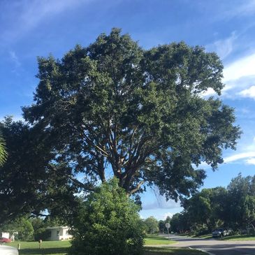 Blaze Tree Service, Inc.