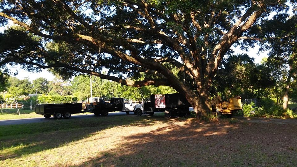 Testimonials | Blaze Tree Service, Inc.