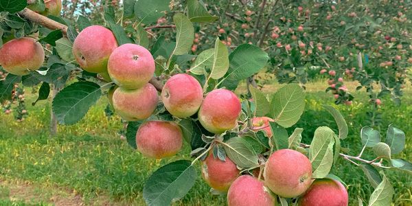 Pick Your Own