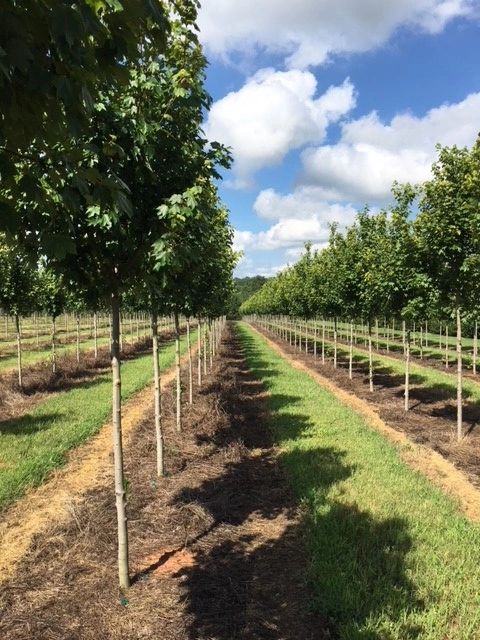 Tree Farm - Rocky Creek Nursery