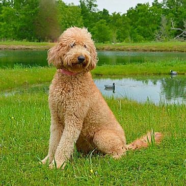 Vintage Doodles - Goldendoodles, Goldendoodles, Puppies, Breeder