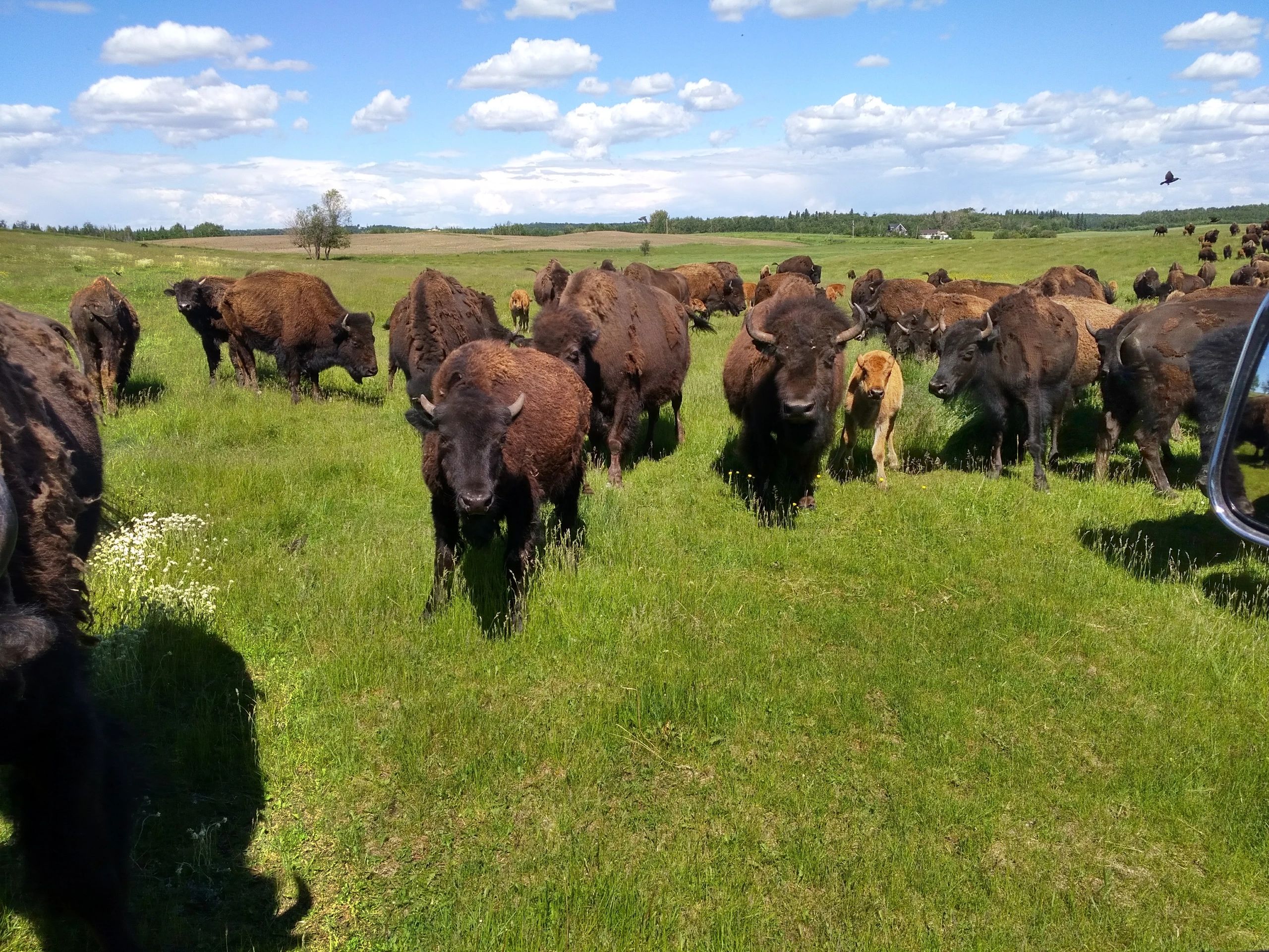 Grass Fat Bision - Farm Raised Bison, Butchering