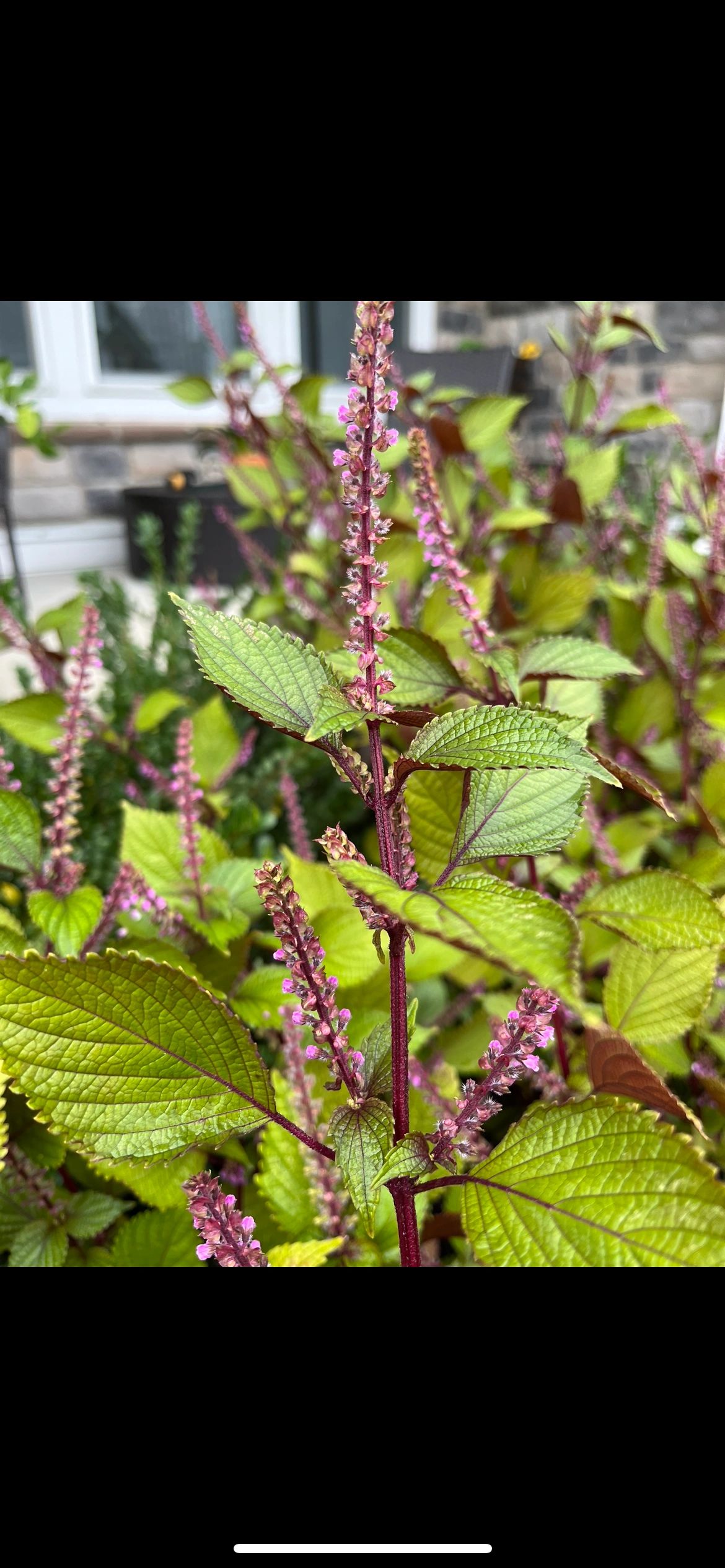 Shiso Noodle and Sushi