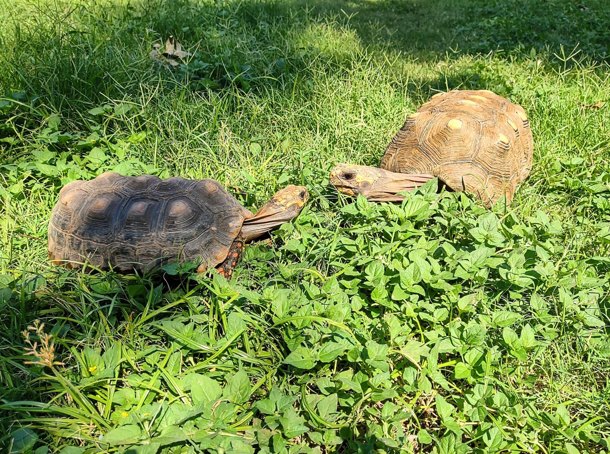 Arizona Tortoise Rescue - Tortoise Rescue, Tortoise Adoptions