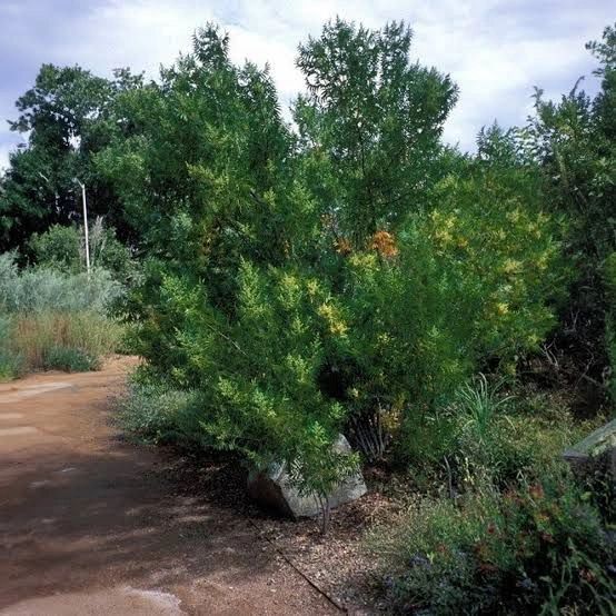 Sumac Prairie Flame Leaf