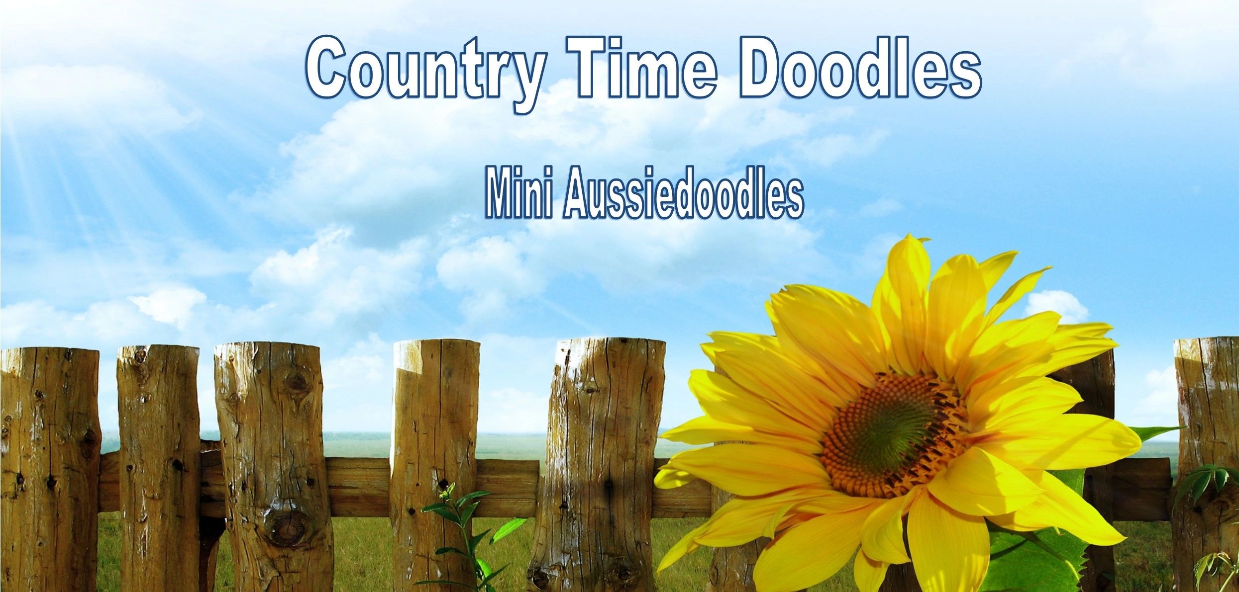 Country Time Doodles - Australian Mountain Doodles, Borderdoodles