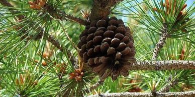 Camping Sossogna Orvieto - Pino