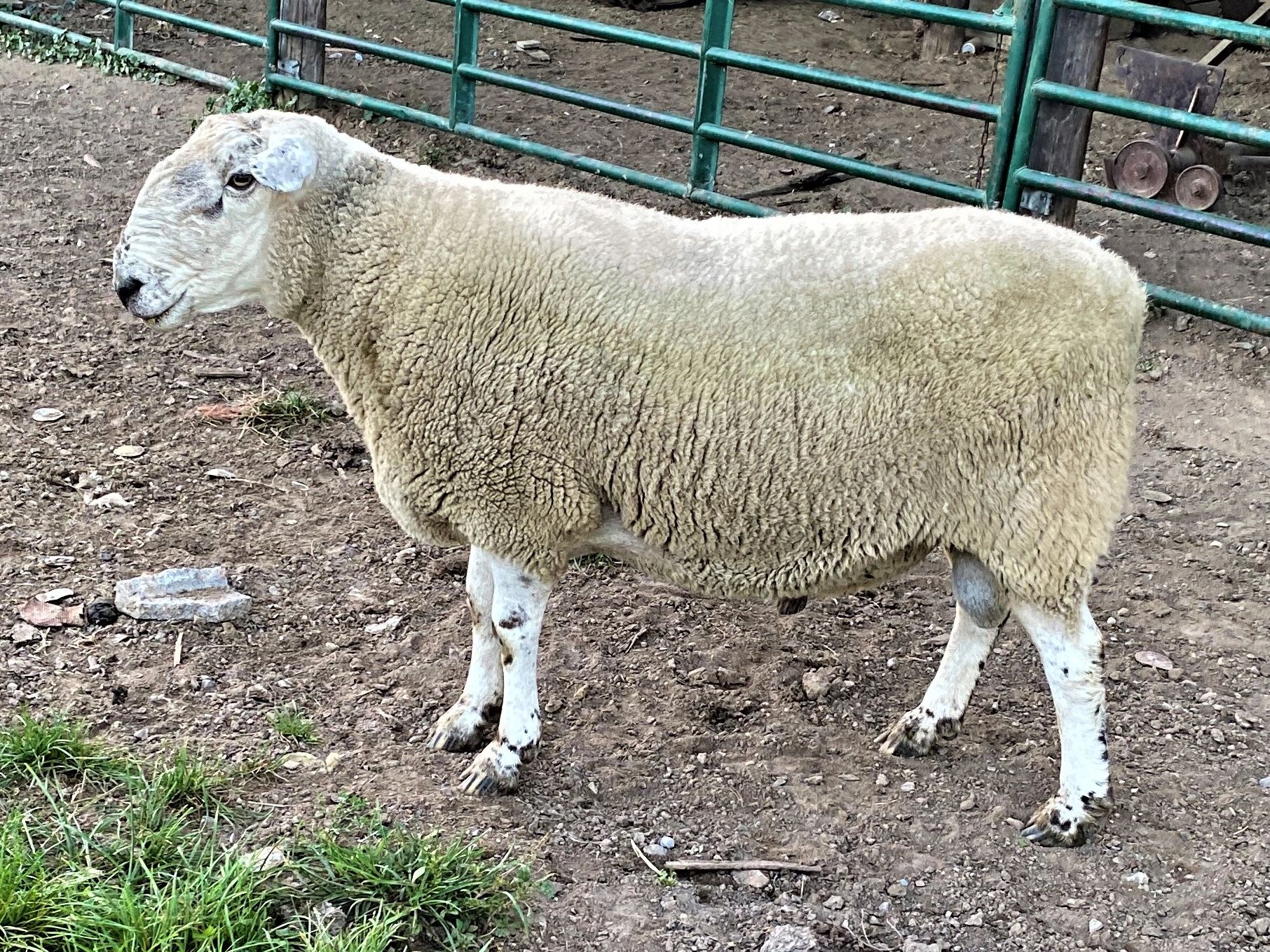 SHEEP FOR SALE