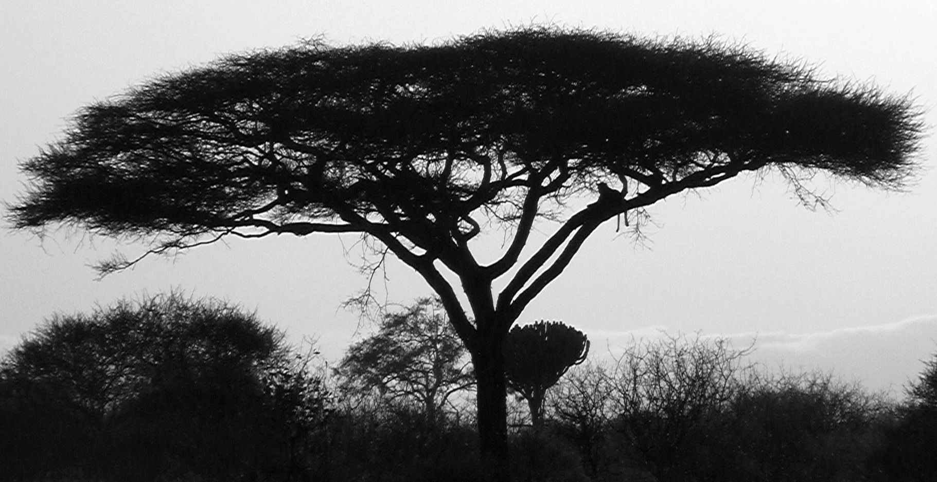 rushakoff.com | rushakoff.com