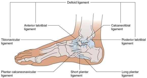 ANKLE SPRAIN? HERE IS ALL YOU NEED TO KNOW!