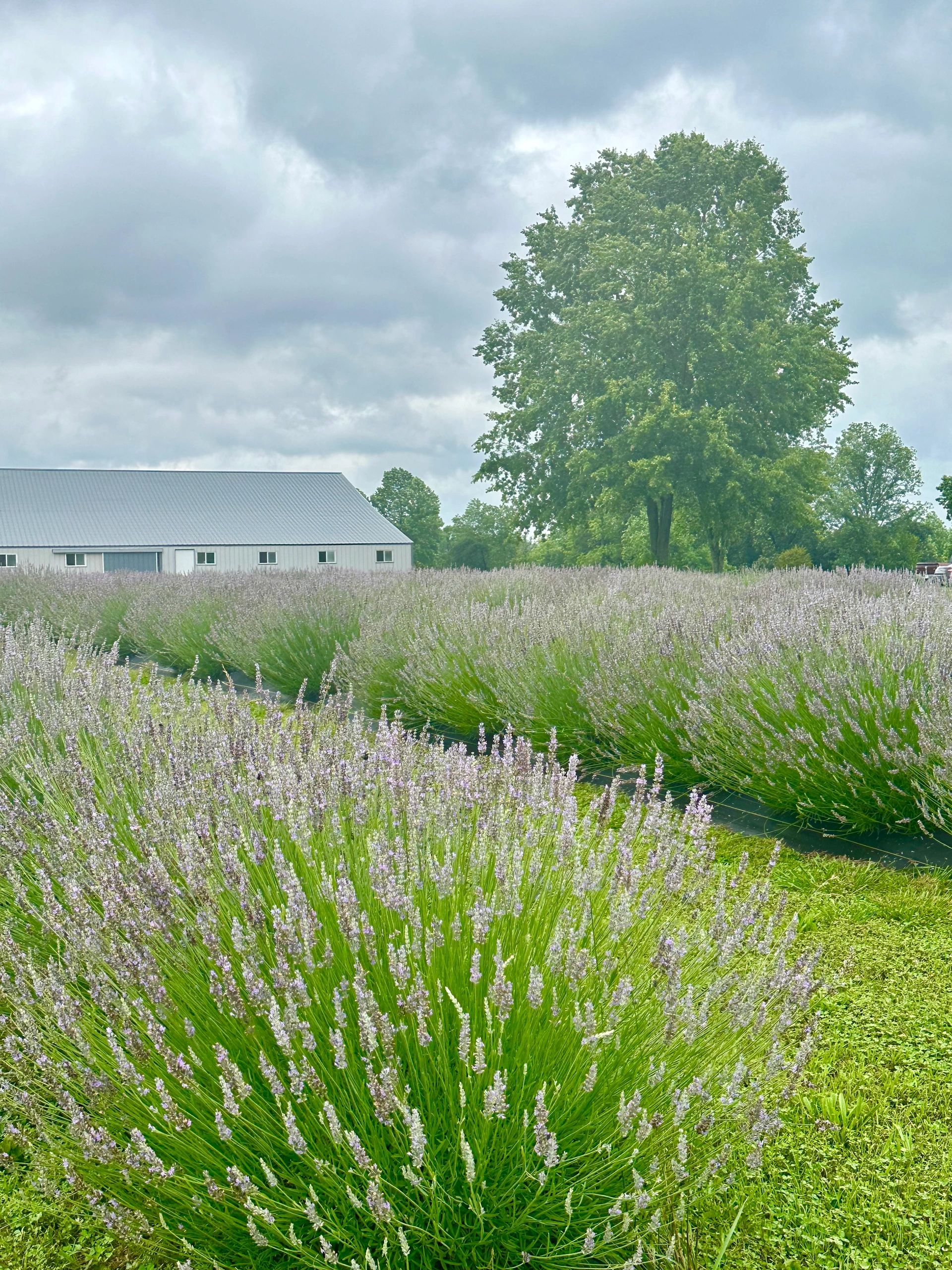 Hand- Crafted Lavender Products for Sale | Breezy Hill Acres Lavender Farm