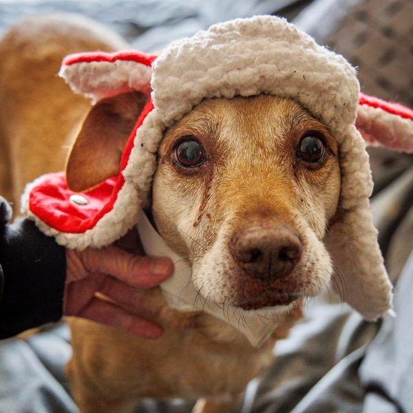 Leave No Paws Behind