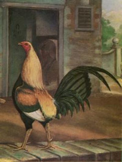 Old English Game Fowl Club of Australia Inc.
