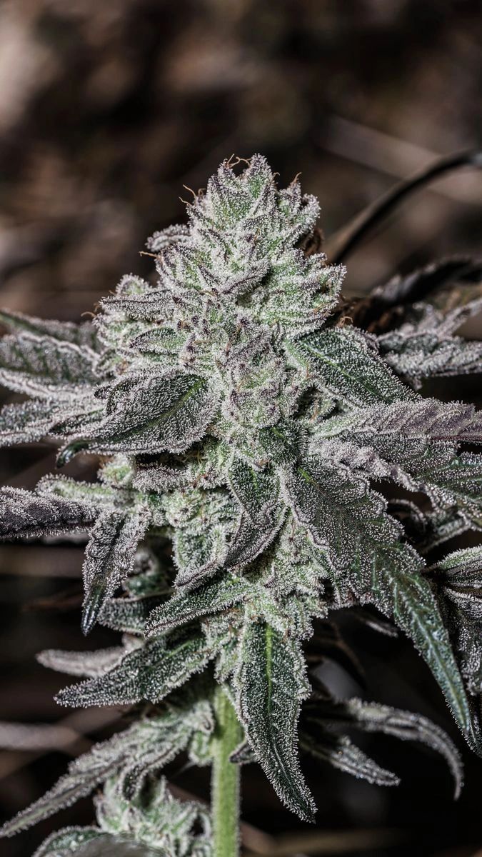 Brand New s1 - Copycat Genetixx